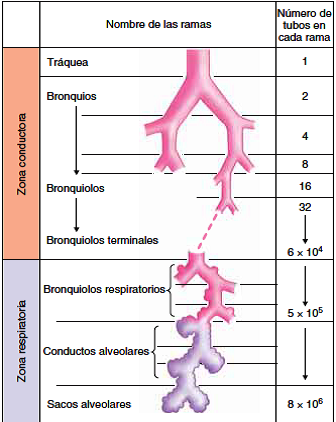 FISIOLOGIA: FISILOGÍA RESPIRATORIA