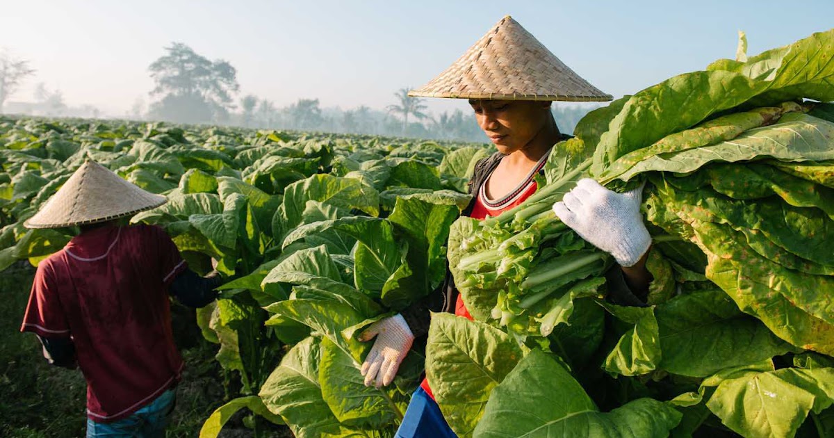 sedikit catatan: sedikit istilah tentang budidaya dalam pertanian