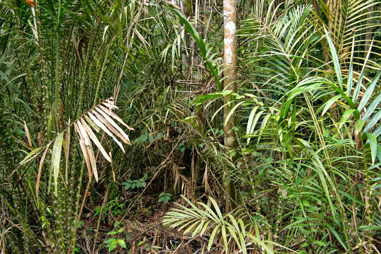 VISUAL DIARY: kelubi....antara jeruk jadi rebutan