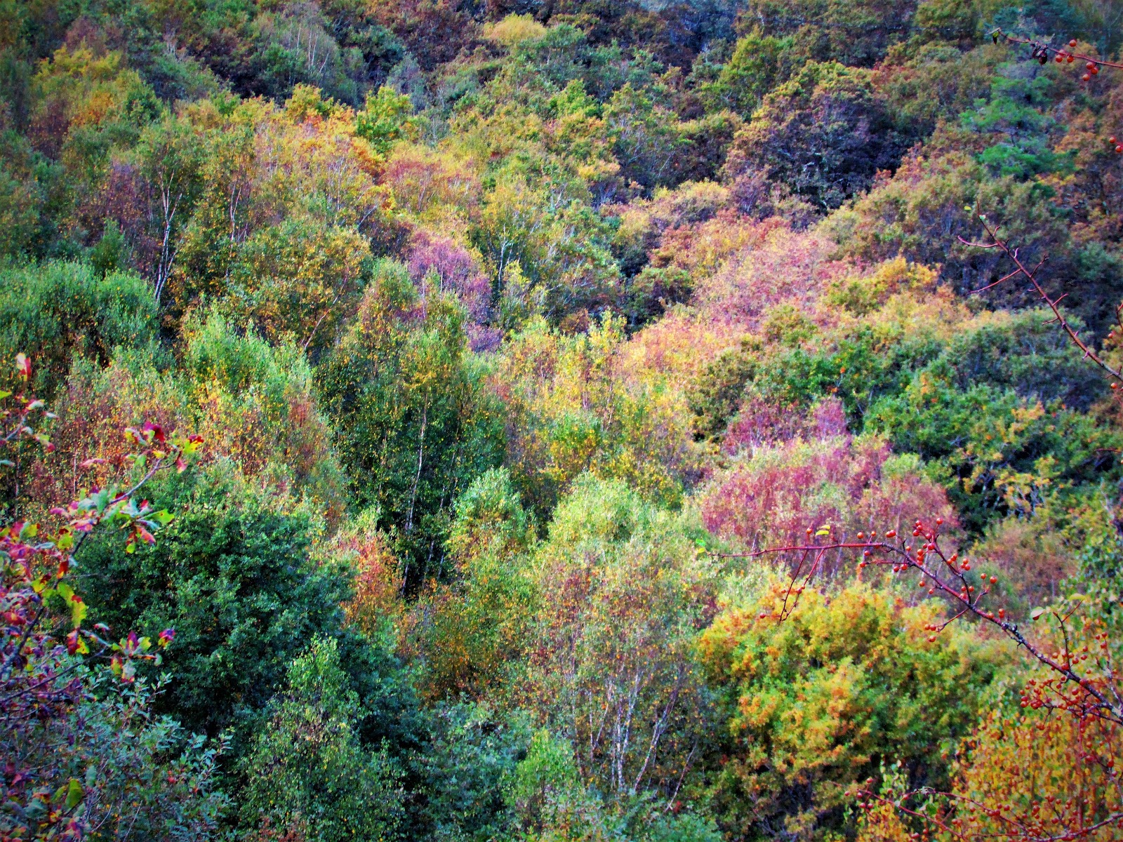 El Bosque y sus Secretos: Color changes
