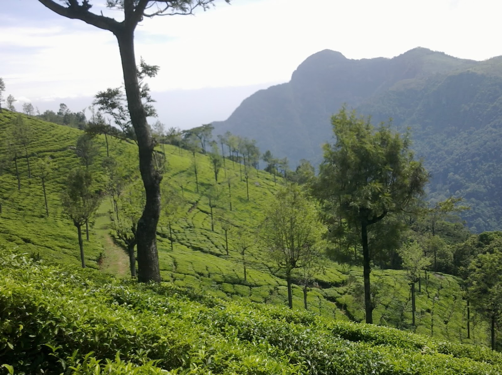 TOUR CORNER: "WAYANAD" the green paradise of kerala.