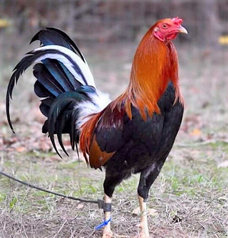 El Blog De Los Gallos.