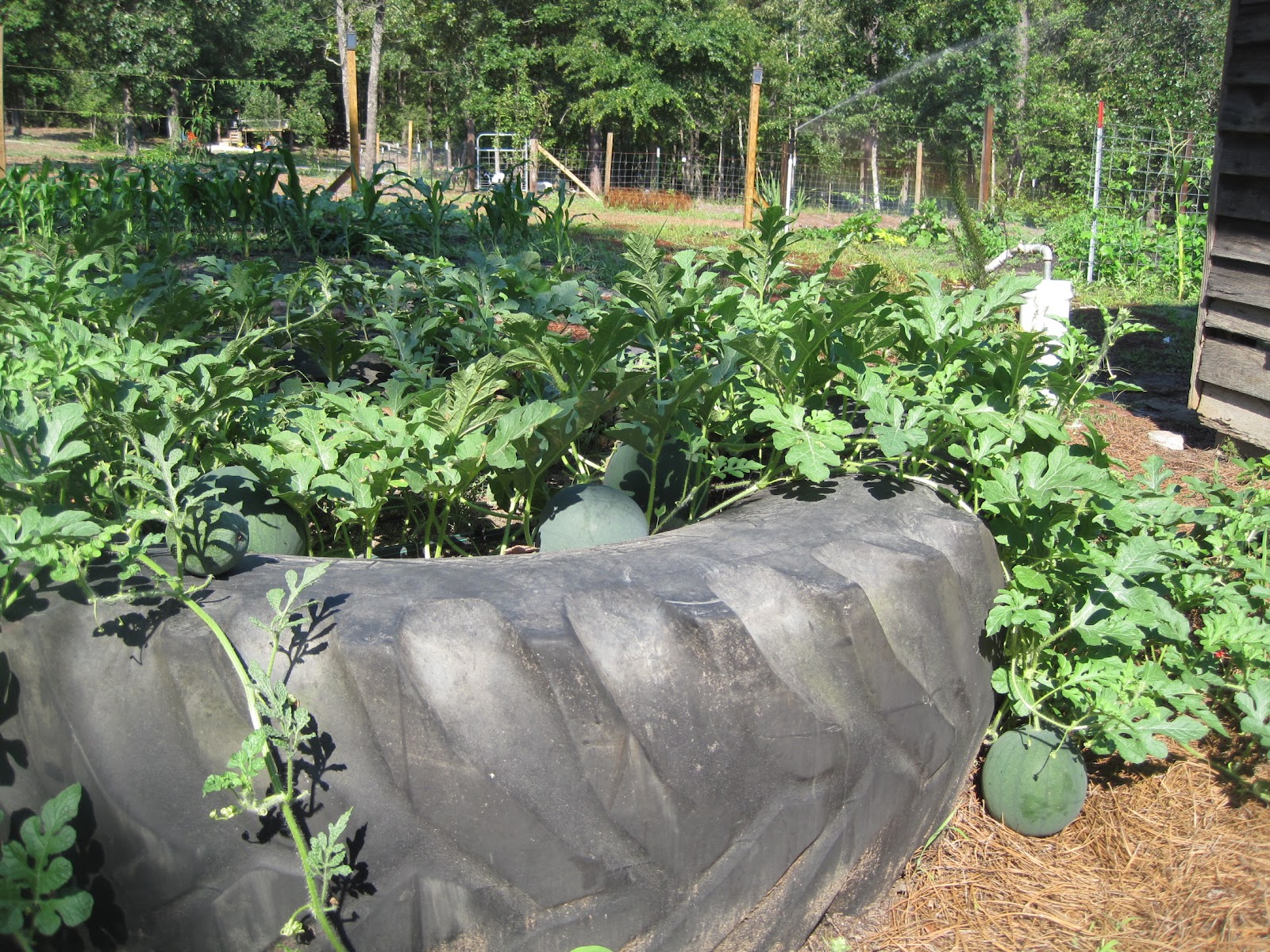 Okra Hill Farm: Mounds of Melons