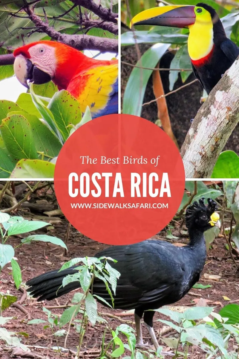 Why Costa Rica Birds Are Some of the Best in the World | Sidewalk ...