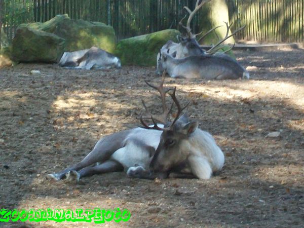Zoophoto: Burgers Zoo Arnhem Deel 1