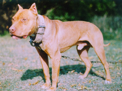 Redboy Jocko Bolio Pit Bulls