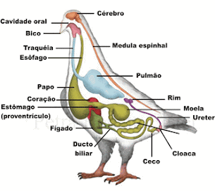 Colégio Nova Geração - Biologia e Ciências : As aves