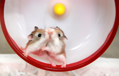 PETS: Hamster Behaviour