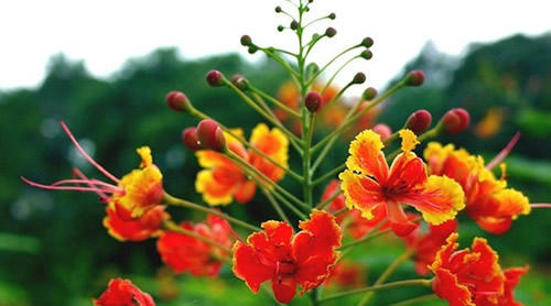 List of Flowers in the Philippines
