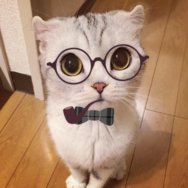 ANIMALS TIME : The best 10 Cats edited pics (las 10 mejores fotos ...