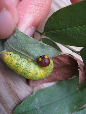 Capital Naturalist by Alonso Abugattas: Black Locust
