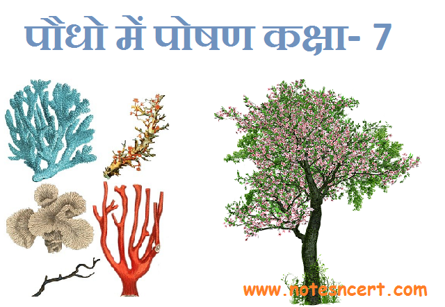 Class 7th Science Chapter 1 Ncert Solution class-7th-science-chapter-1-ncert-solution
