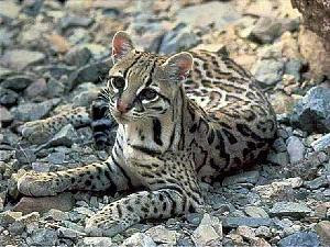 Breeds of domestic cats, and especially care for them: Marble cat: the ...