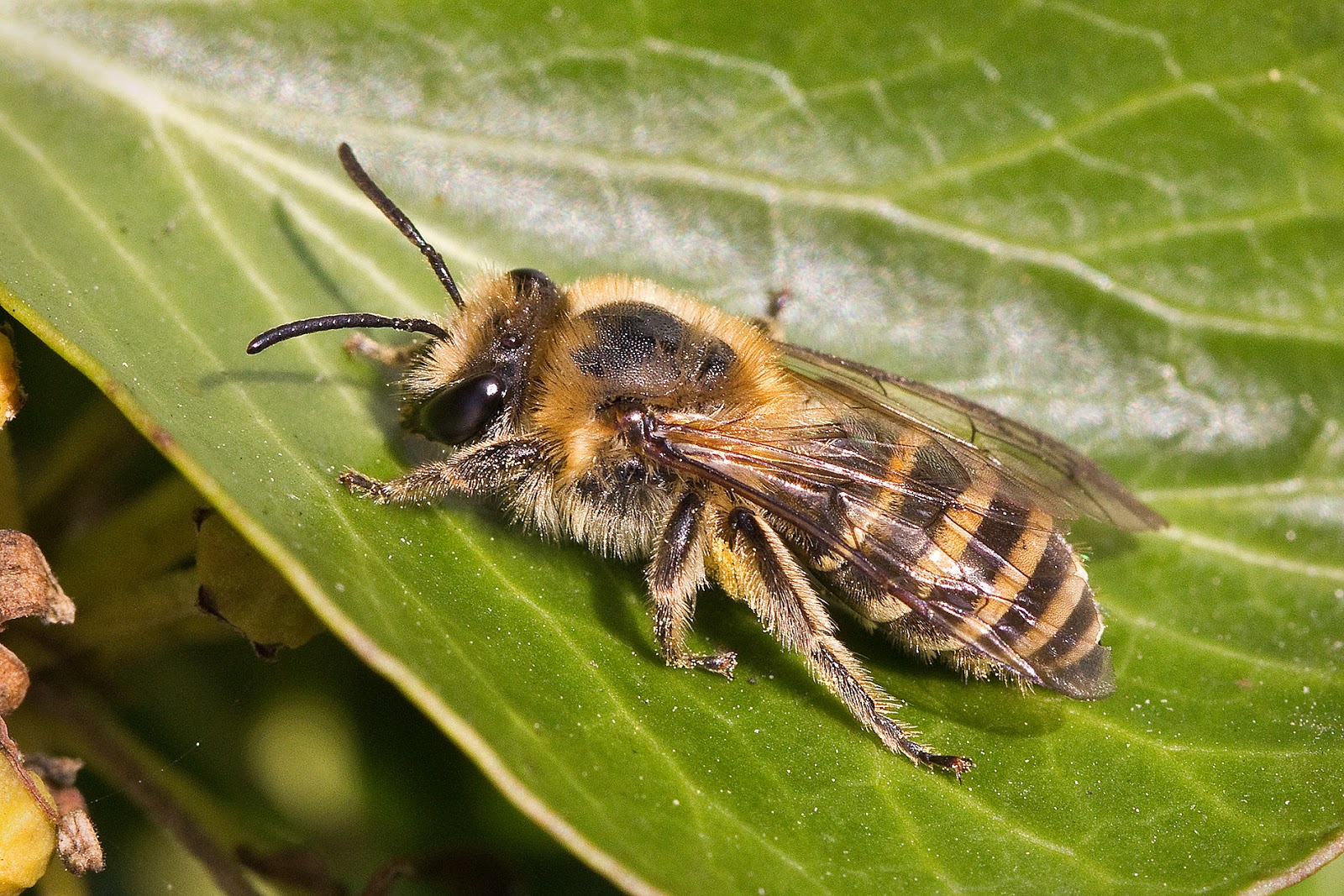 Martin's Sussex Birding Blog: Flies, Bees and Wasps