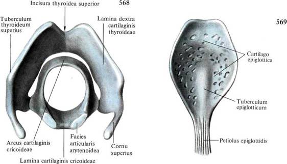 .: Medicina Islamica :.: Anatomi Larynx (Laring)