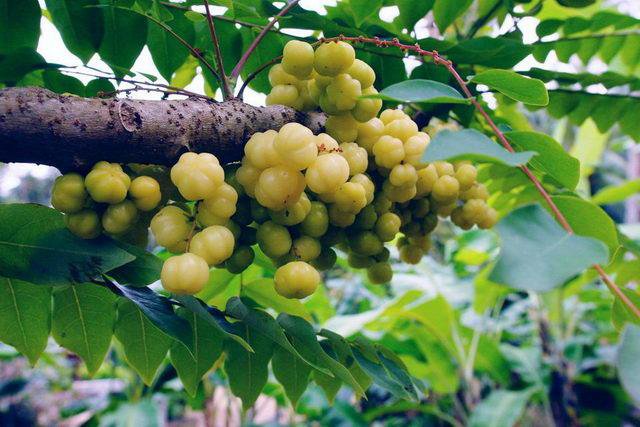 Flights and Everything Guyana: Guyana Fruits