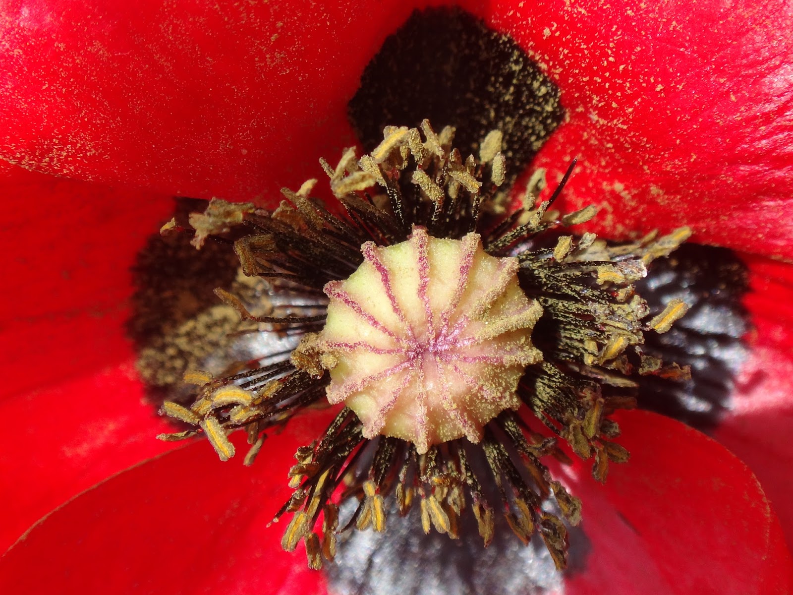 Le Phytophage: Petite histoire de coquelicot