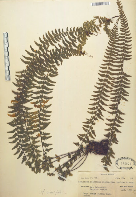 FAMILIA DE HELECHOS EN PUERTO RICO: ASPLENIACEAE ASPLENIUM Y HEMIDICTYUM