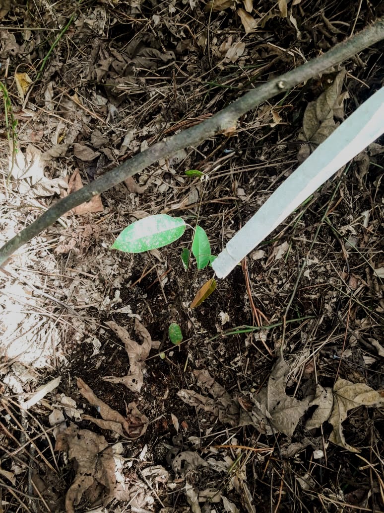 Forest Restoration EN: 2021