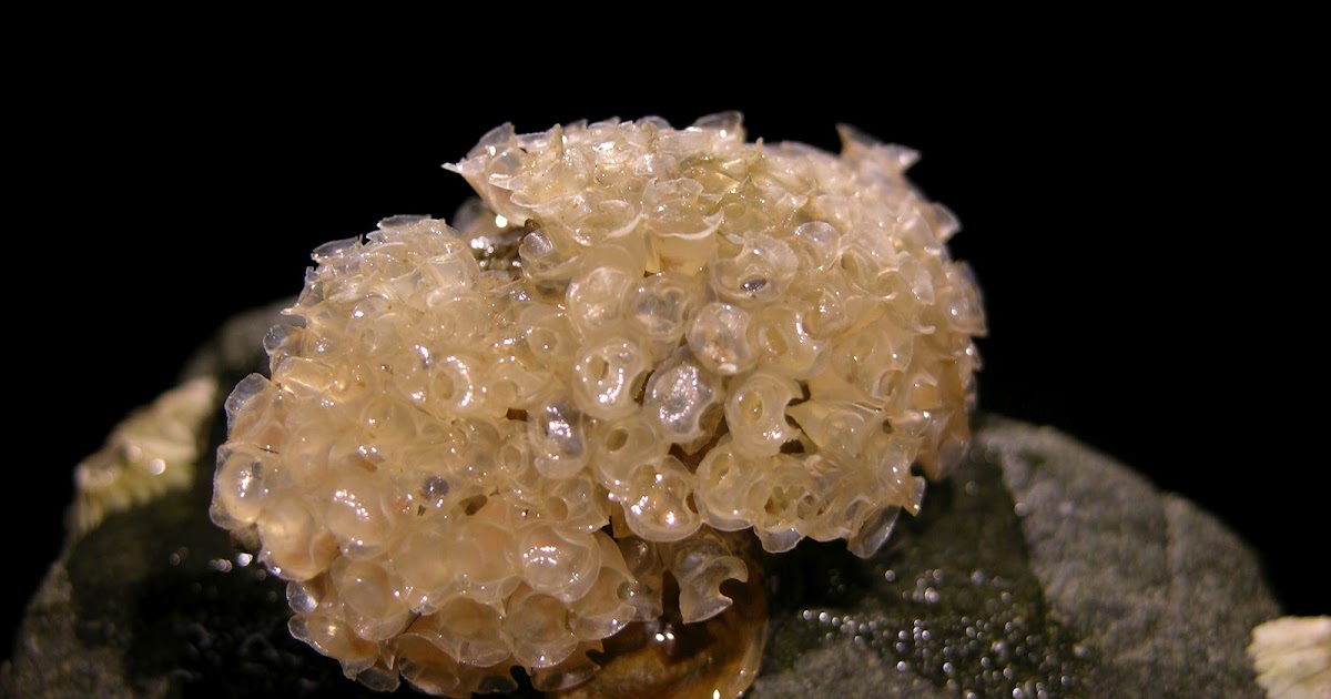 Inkfish: Long-Suffering Snail Dads Carry Illegitimate Babies