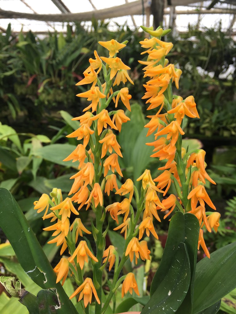 Polystachya bella orchid plant care and culture | Travaldo's blog