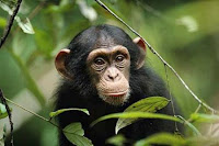 Cocoin Blog: Chimpanzee Disneynature