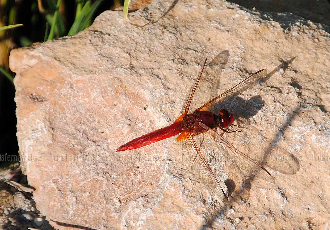 OCIO y CULTURA : Libélula roja.