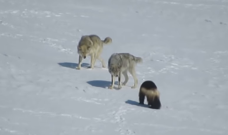 White Wolf : Tense Moment A Wolverine And Wolves Are Spotted In Epic ...