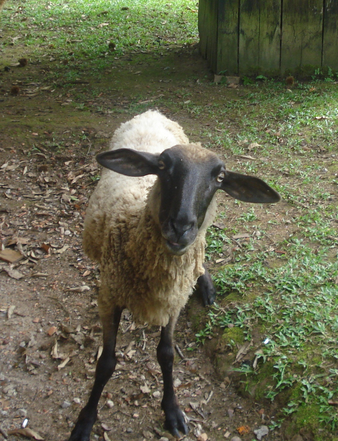 Astro Animal: OVELHA - CARNEIRO