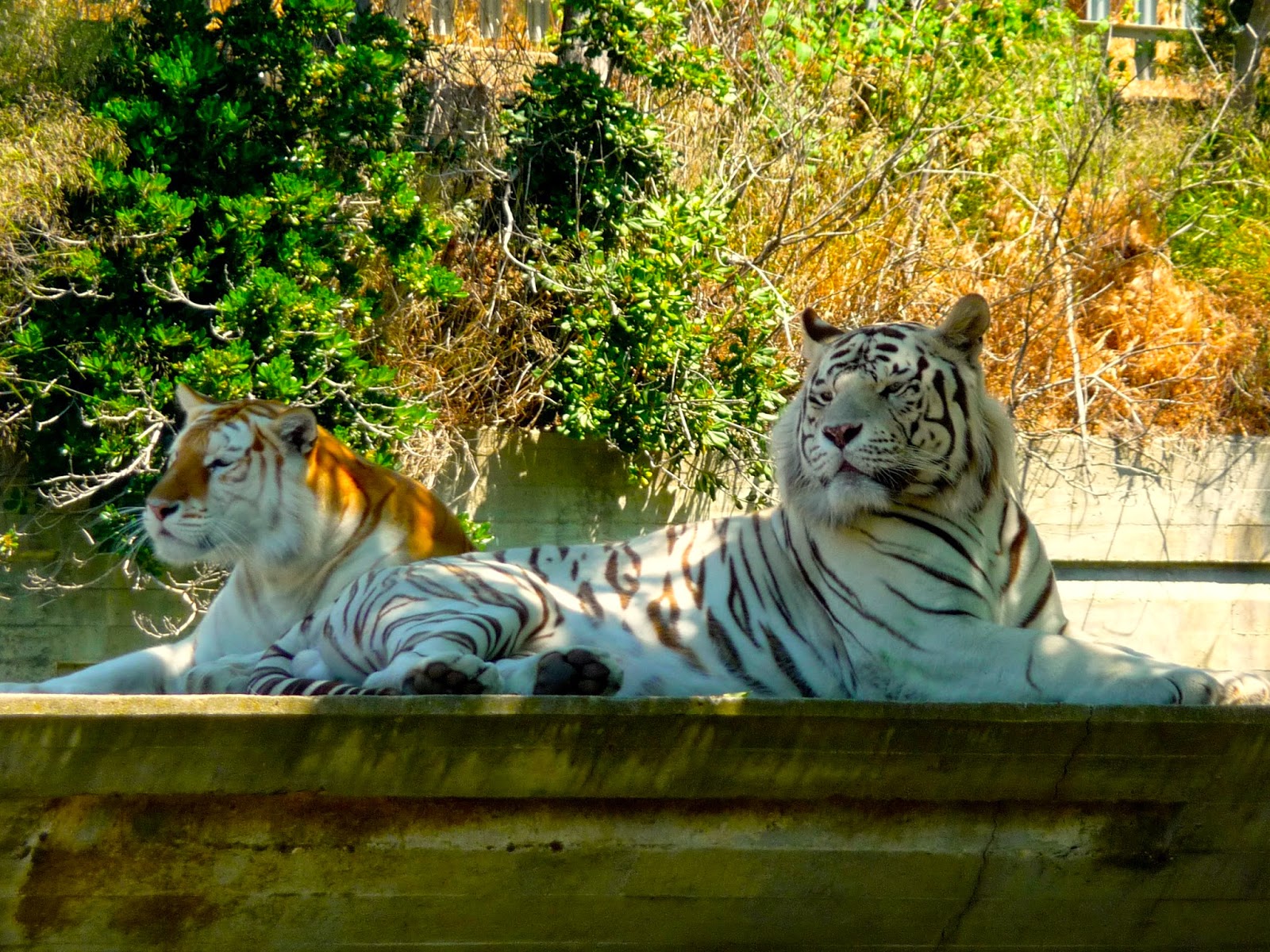 ART IN SPAIN 2014: Madrid Zoo