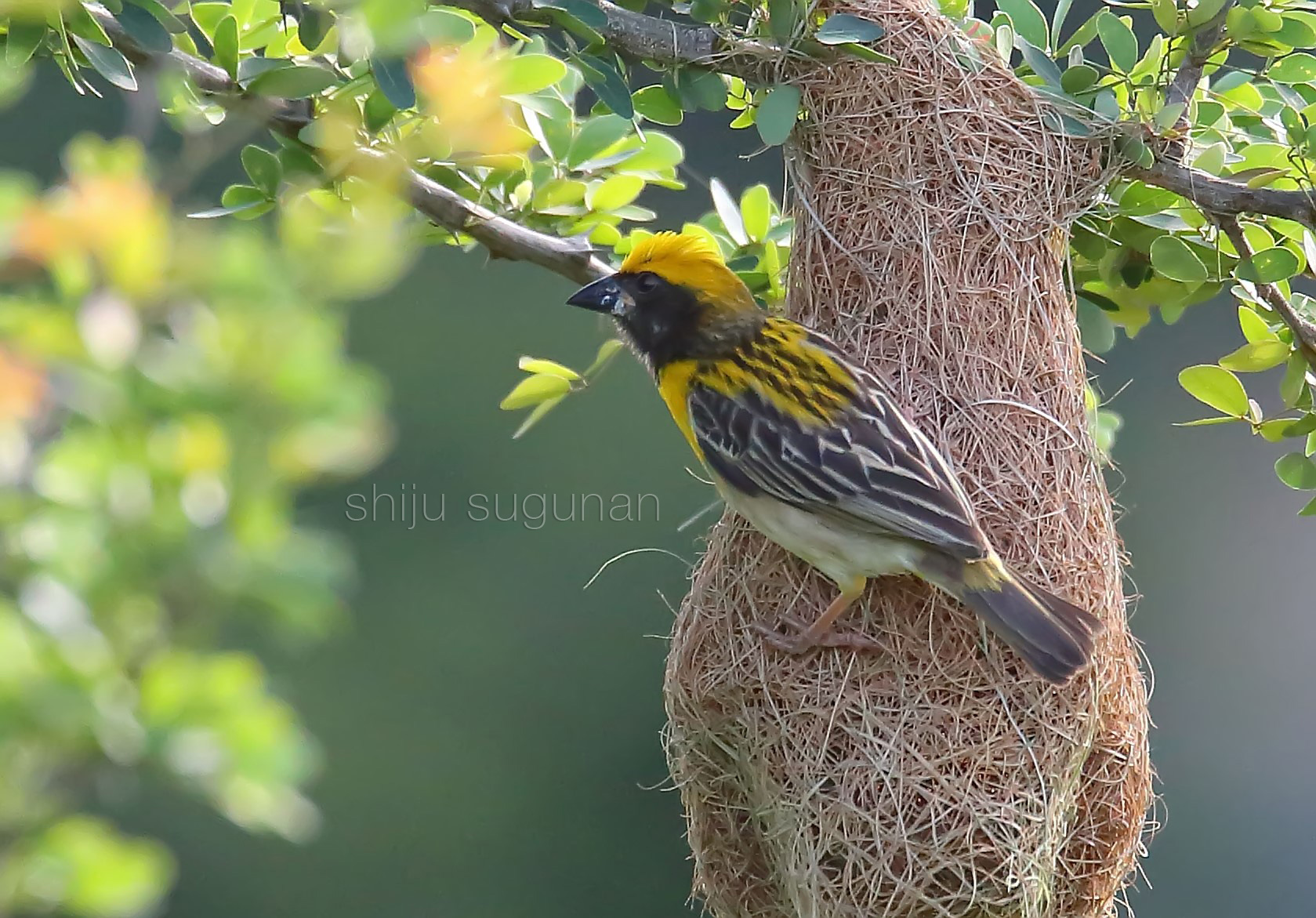 Cranium Bolts: Birding resumes after lockdown