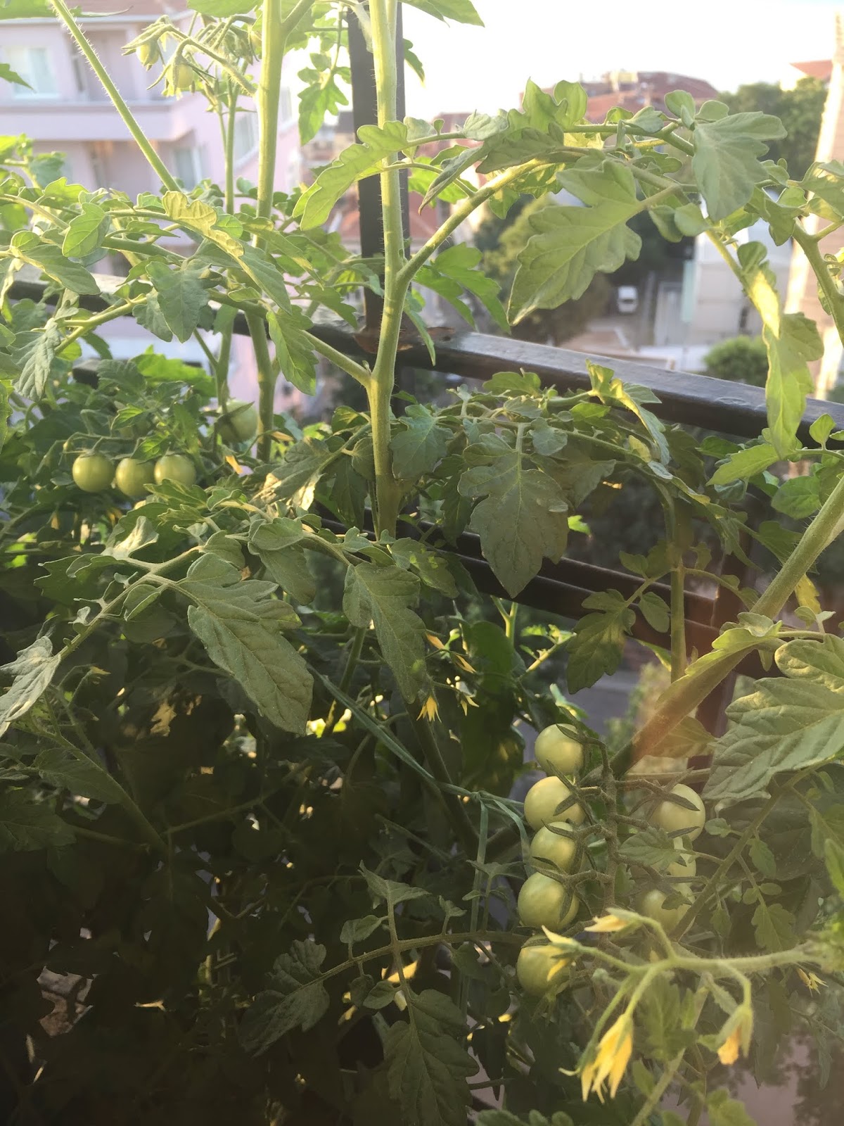 PEMBE DOMATES AĞI - MERKEZ: "EVDE PEMBE DOMATES SERUVENI"