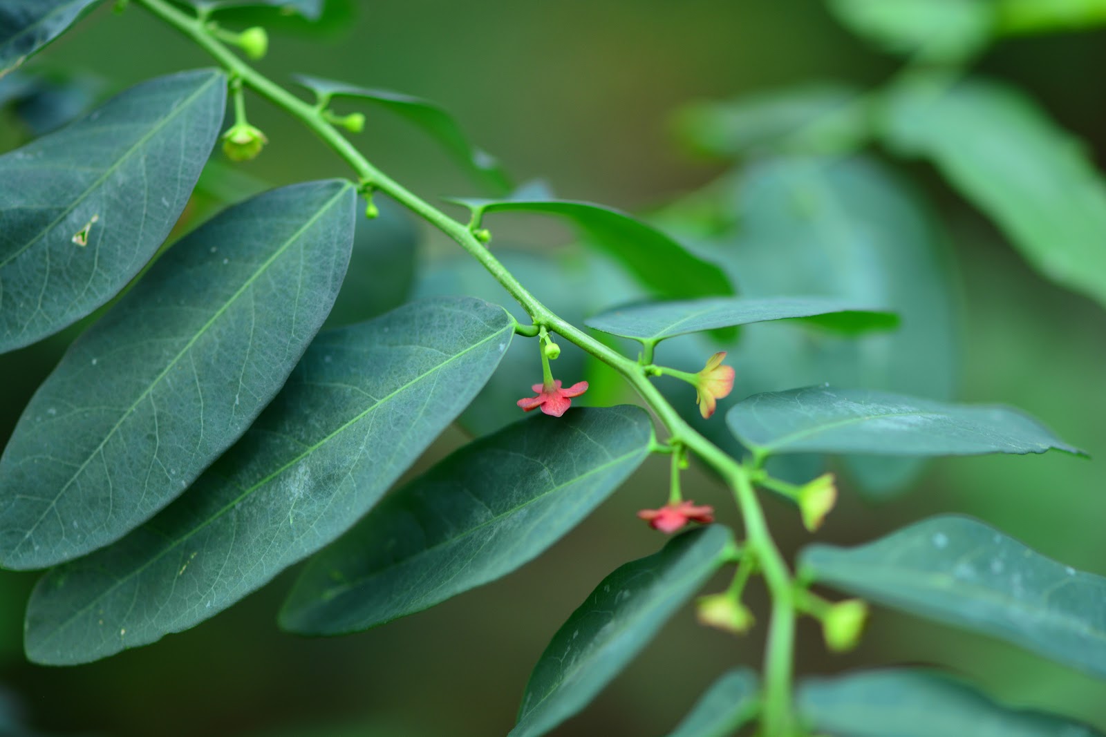 23+ Koleksi Kekinian Tanaman Kopi Di Malaysia