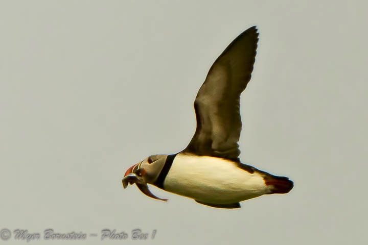 Atlsantic Puffin with fish