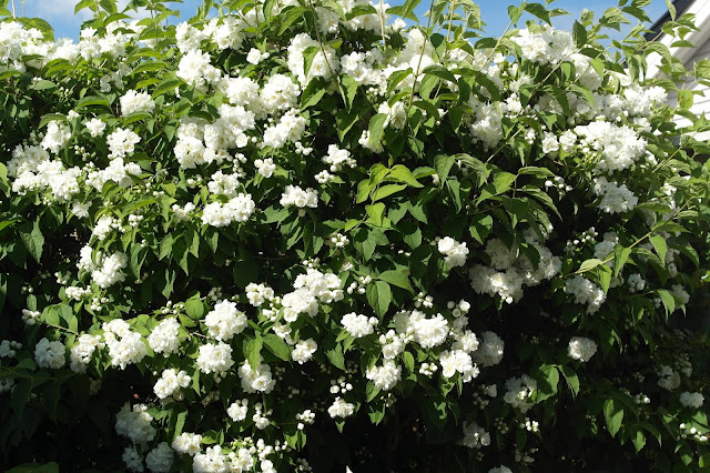 mit lille gods: Mit nye spejlbassin...............rosa og hvide blomster