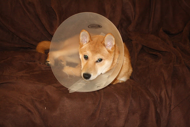 A Tale of Two Tails: Spayed Dog