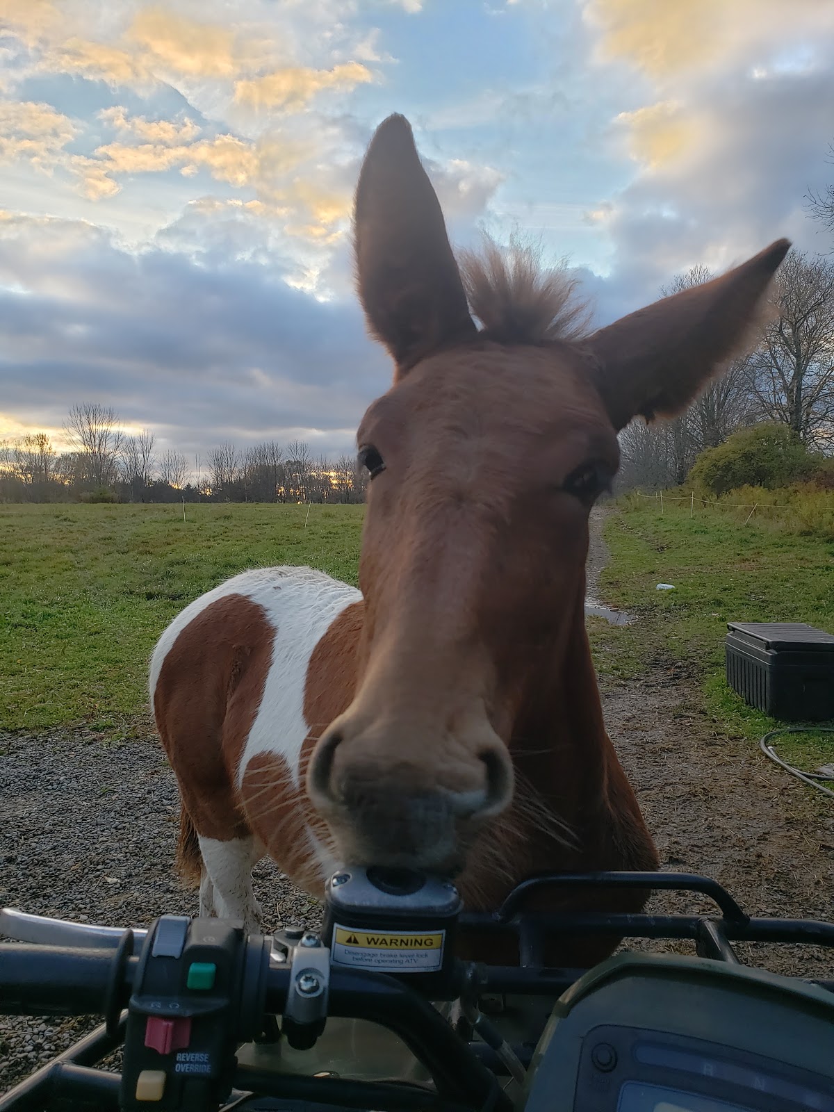 The Dancing Donkey: Happy Mule Day
