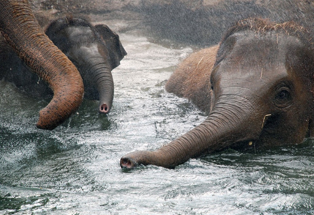 Un Mundo en Paz: El maravilloso mundo animal