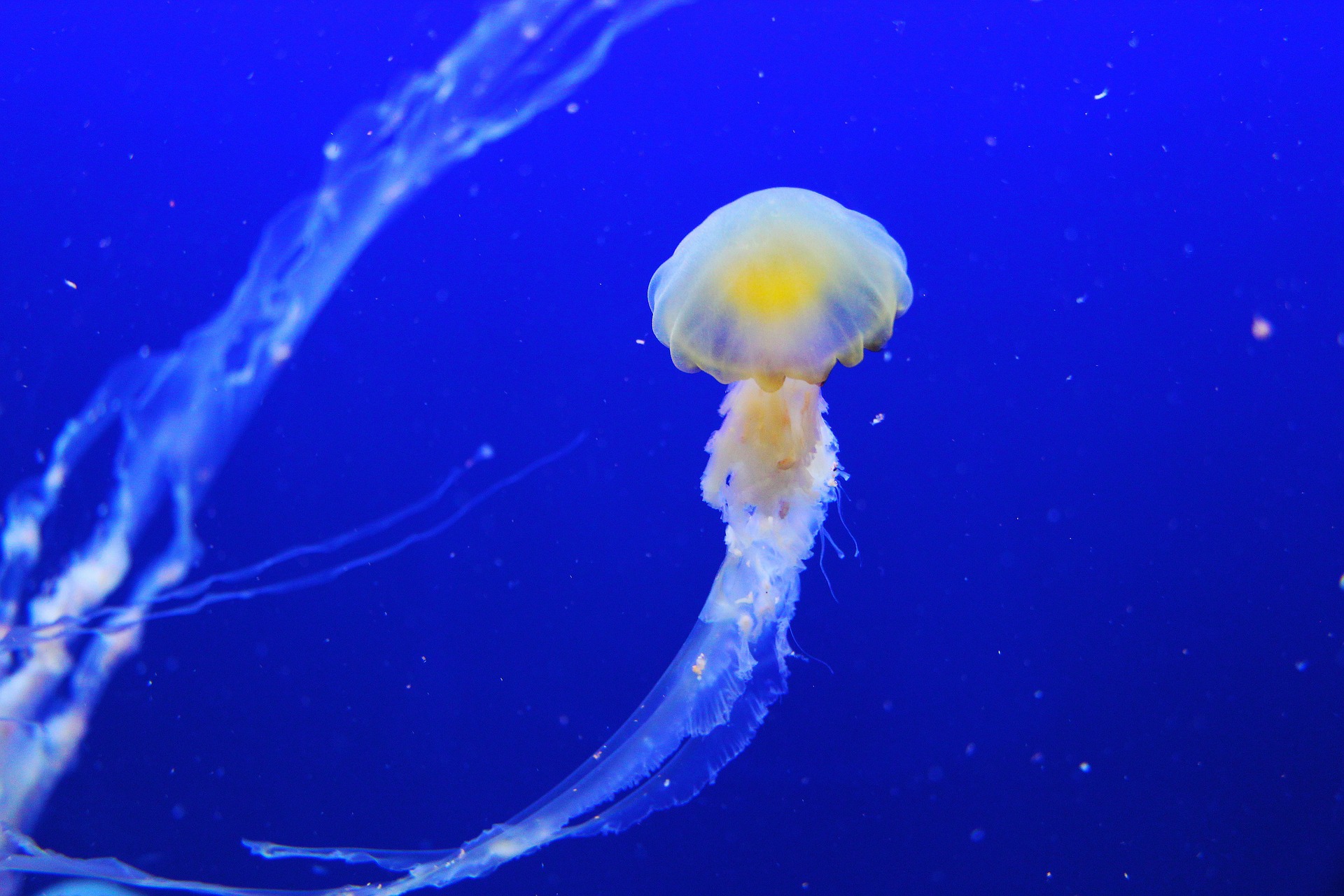 Jellyfish: What is it, characteristics, curiosities