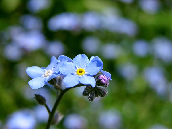 Plantas,flores y vida: Plantas y belleza