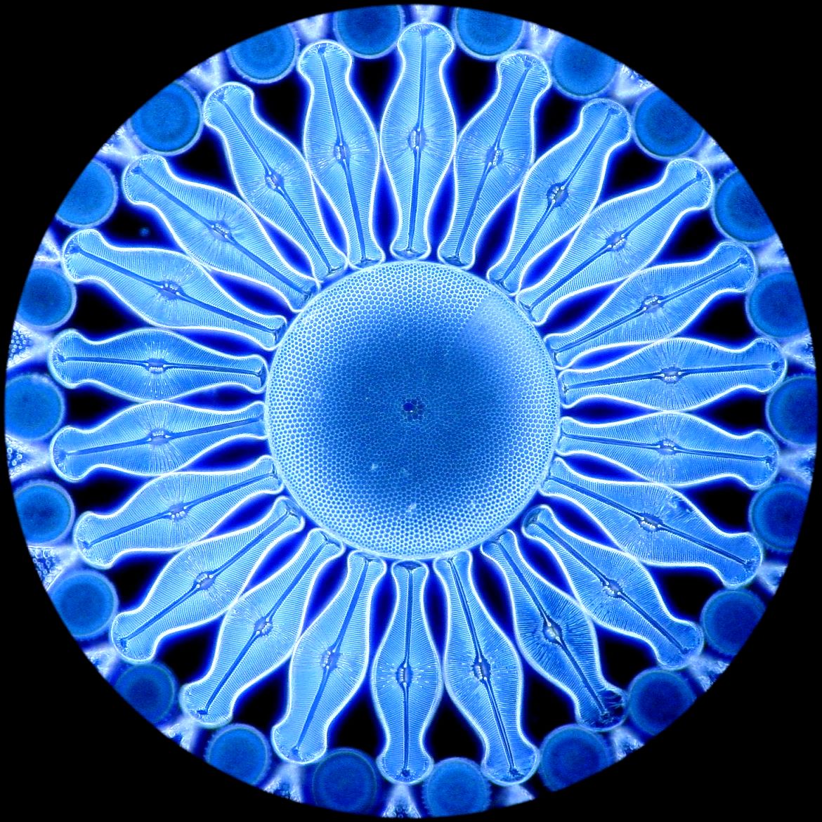 ::B L O G H I S T A∙P E R∙C A S O:: : Diatoms ~ Diatomeen ~ Diatomées ...