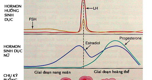 học Y: sinh lý kinh nguyệt