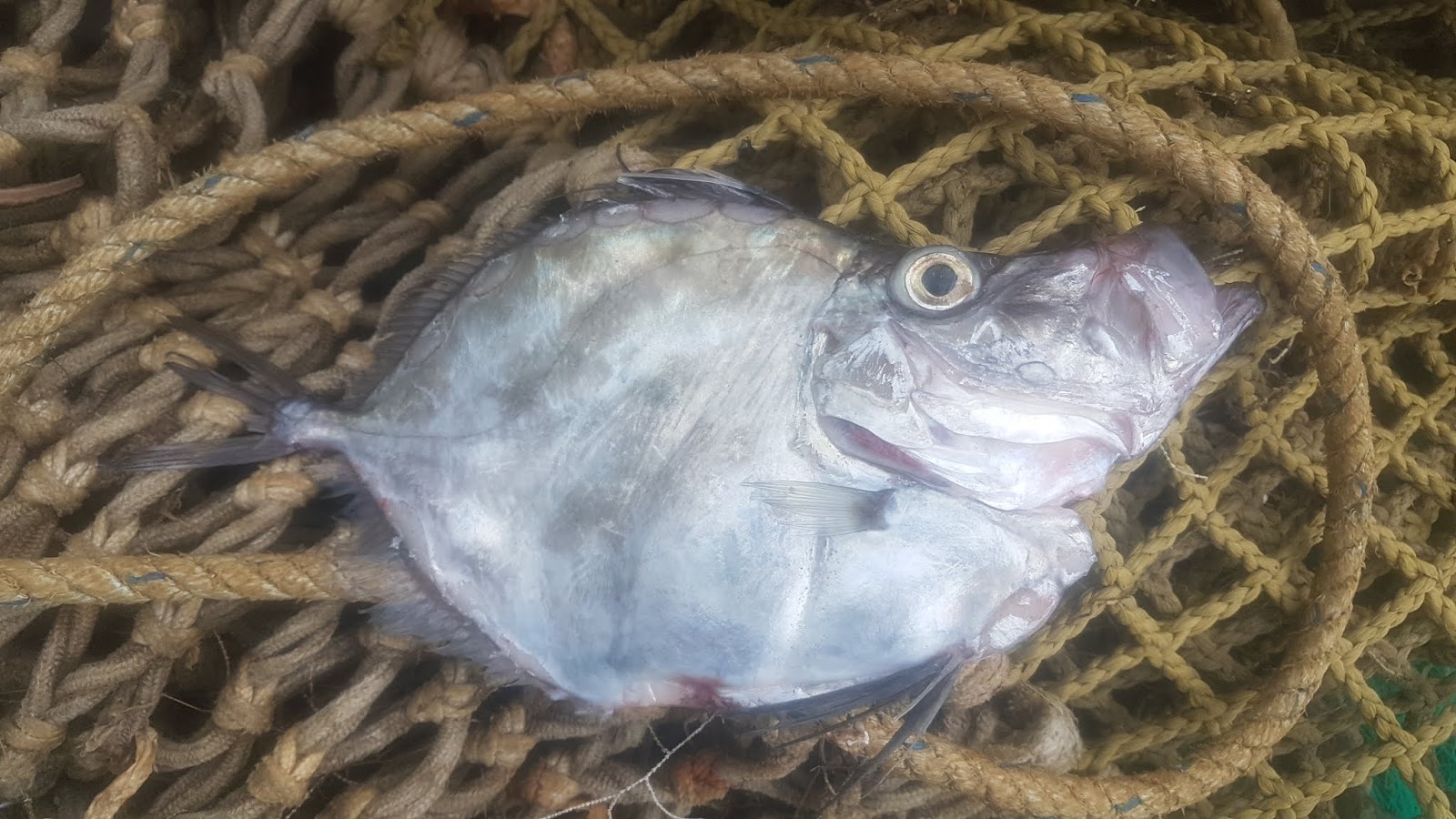 El Mar Argentino Maffeis Oscar: 200912