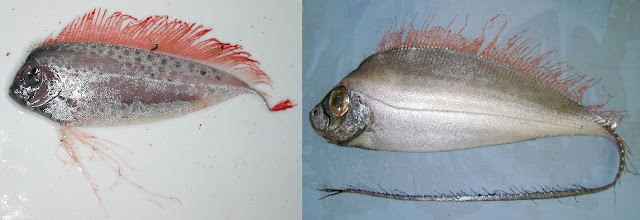 Depth and Taxa: Will the Real Oarfishes, Please Swim Up?!