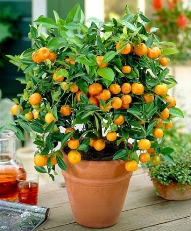 The best dwarf fruit trees to grow in pots #Fruit_Gardening