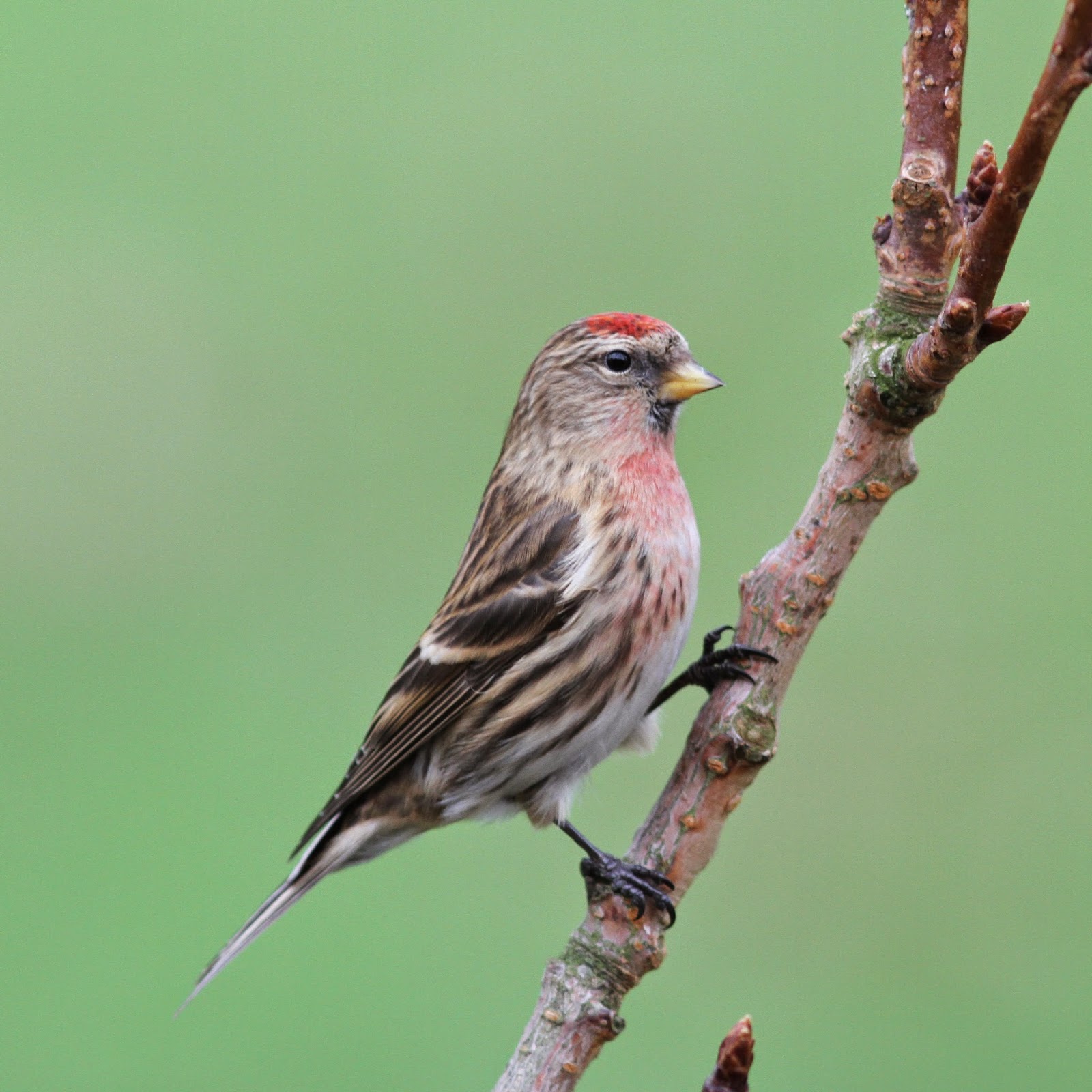 TrogTrogBlog: Bird of the week - Lesser redpoll