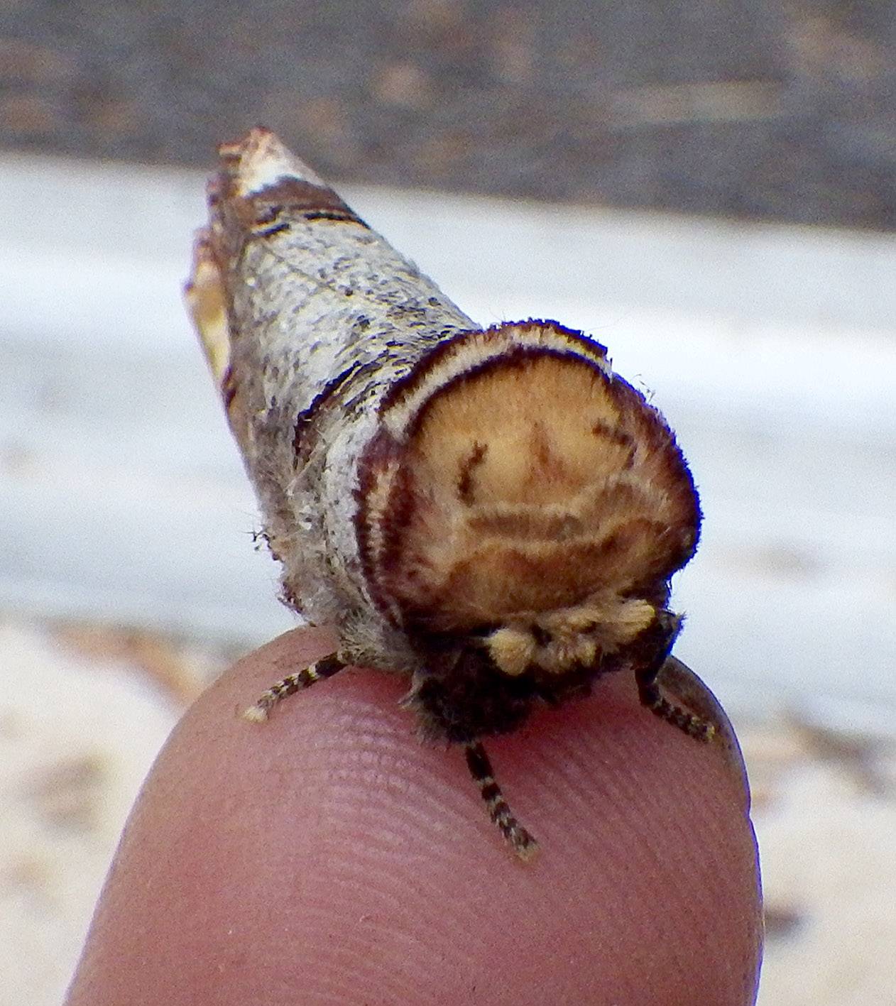 Aigronne Valley Wildlife: Moth Mondays - The Buff-tip