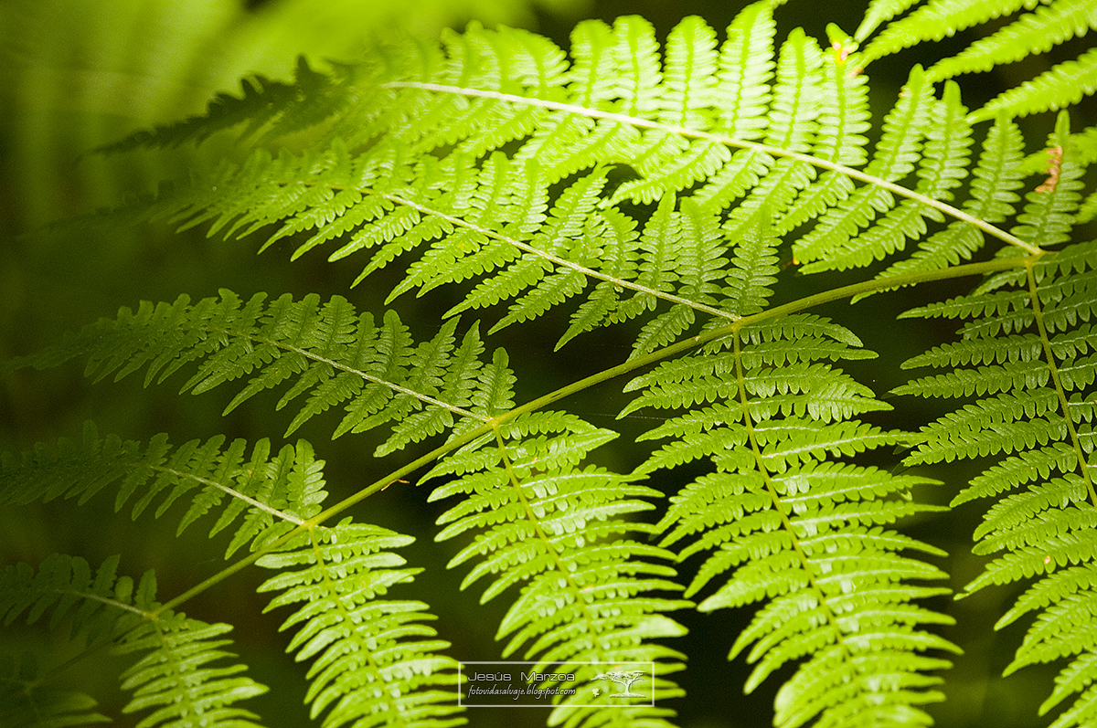 fotovidasalvaje.blogspot.com