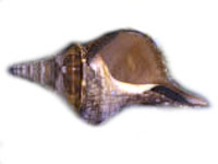 Label Stiker: Foto Alat Musik Tradisional Indonesia