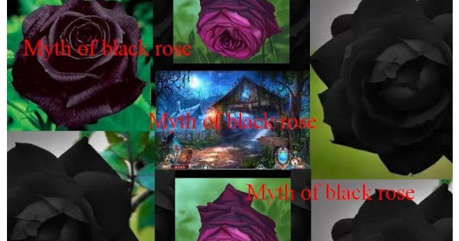 Myth of black roses ( Mitos mawar hitam ) | Apotik Hidup + (nuansa)